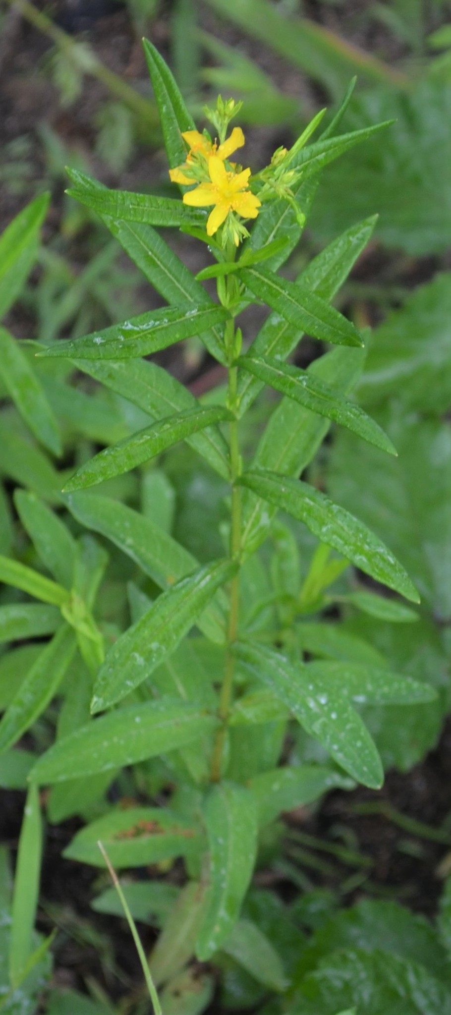Hypericum adpressum W.P.C.Barton