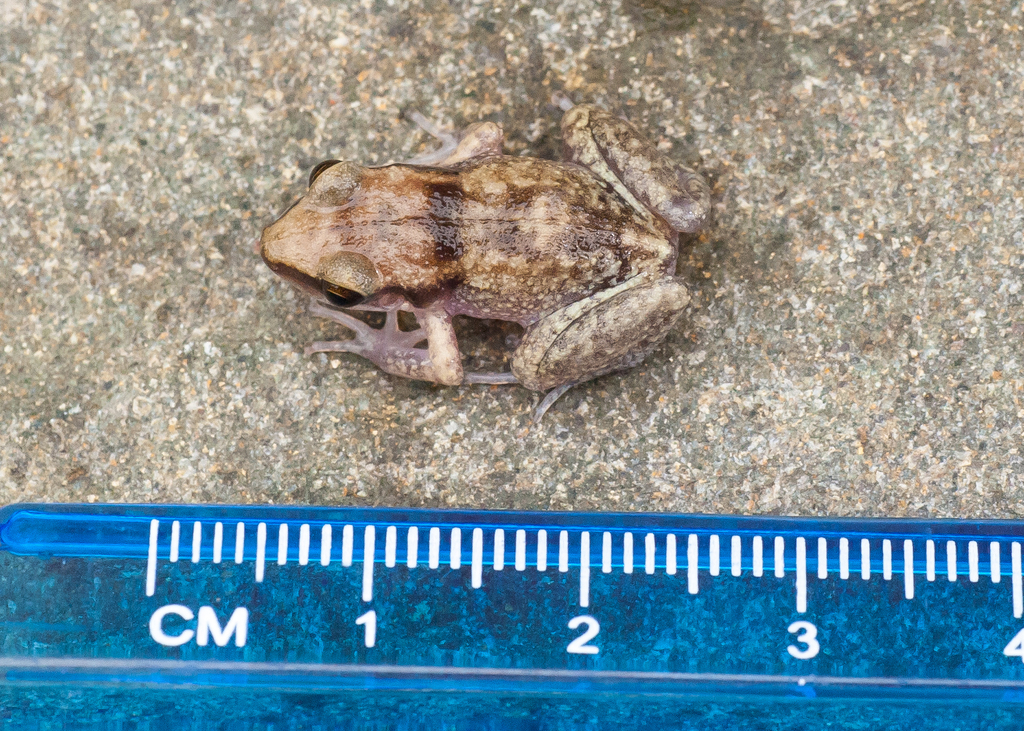 Etheridge's Robber Frog (Herps of Oriental Cuba) · iNaturalist