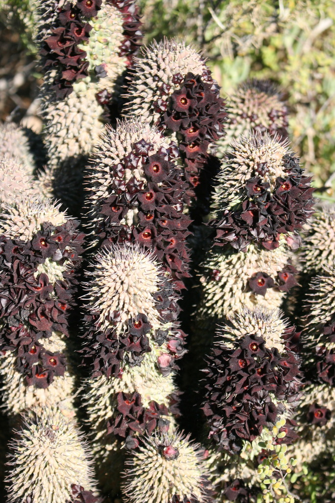 Edible True Ghaap from South Cape DC, South Africa on July 23, 2021 at ...