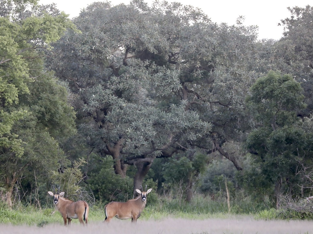 Western Roan Antelope from Barh Azoum, TD-SA, TD on July 23, 2021 at 05 ...