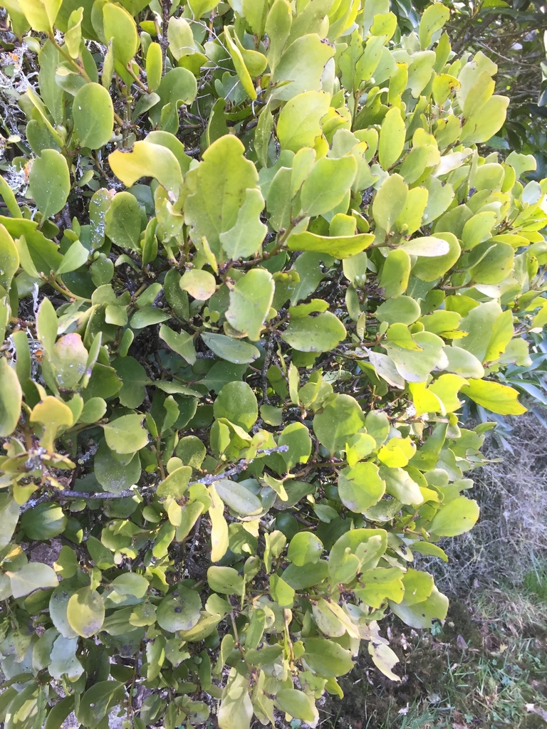 Green mistletoe in July 2021 by Nicholas Allen · iNaturalist