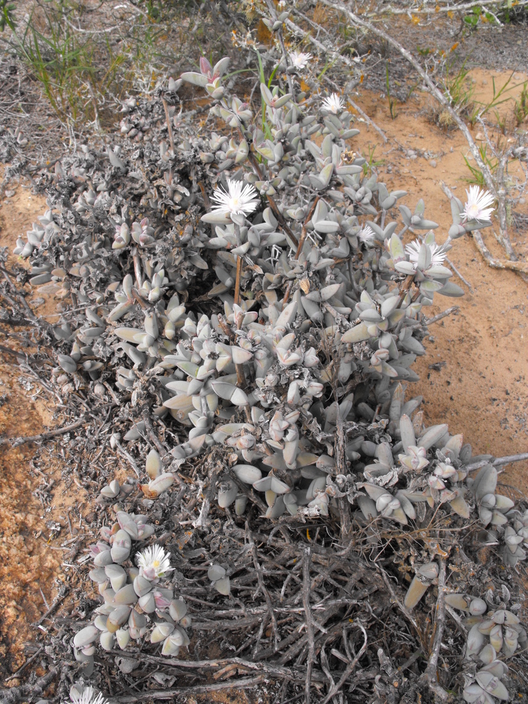Antimima paripetala from Namakwa, South Africa on June 15, 2009 at 11: ...