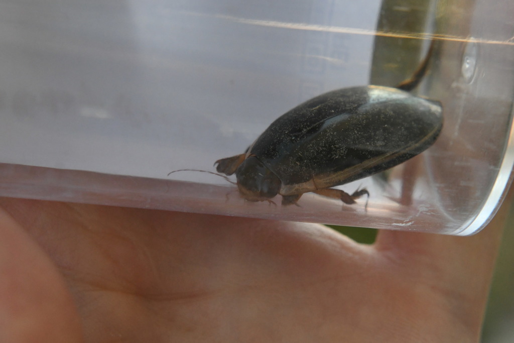 peardrop beetle from Asomatos, Cyprus on July 19, 2021 at 10:19 PM by ...