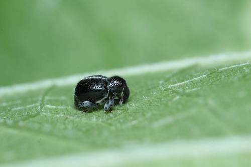 Demimaea mori · iNaturalist