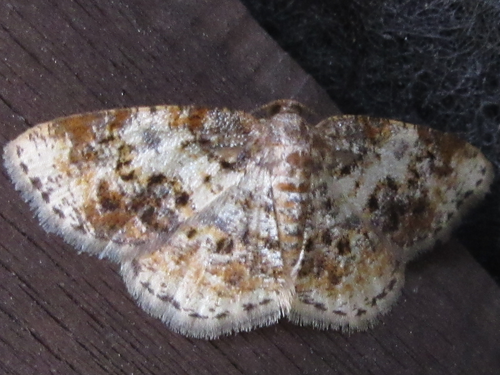 Ninodes albarius · iNaturalist