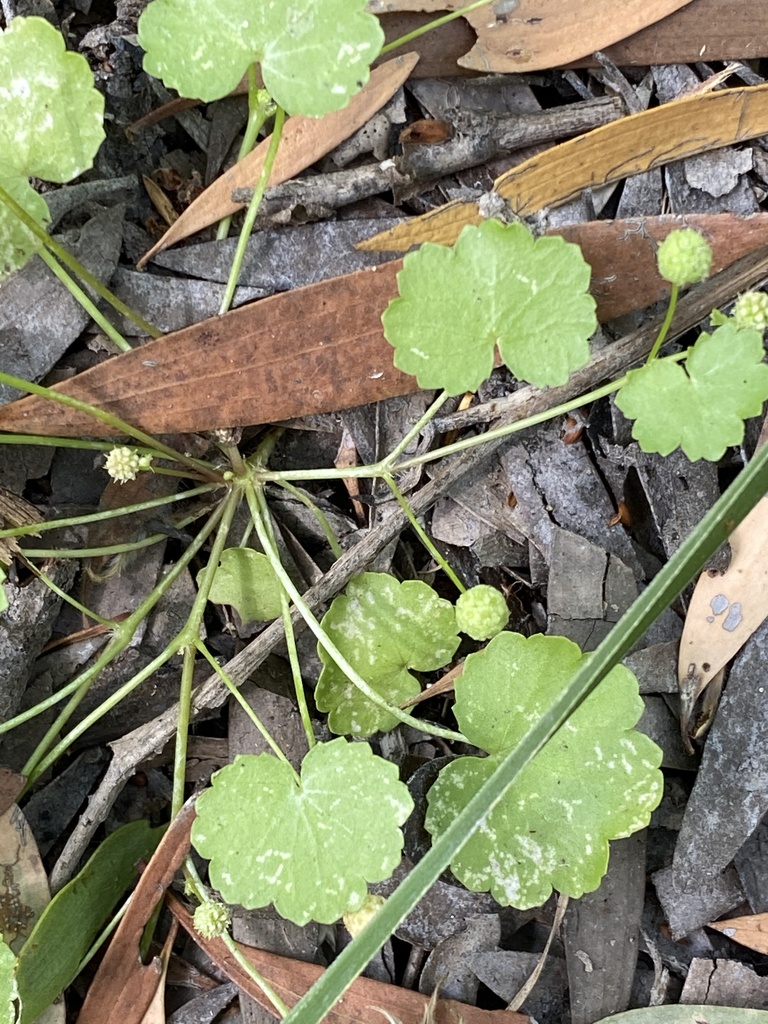 (Hydrocotyle tumida) - Botanical Realm