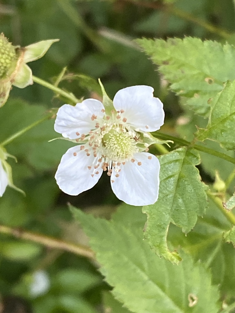 Atherton Raspberry (Rubus probus) - Botanical Realm