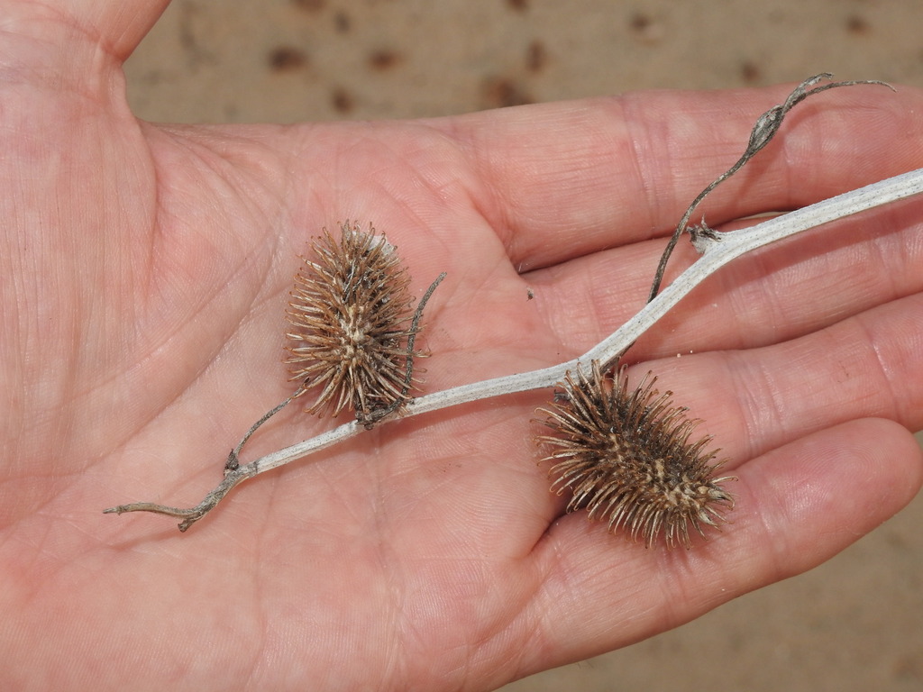 cockleburs from Point Pelee, Lake Erie, Ontario, Canada on July 20 ...