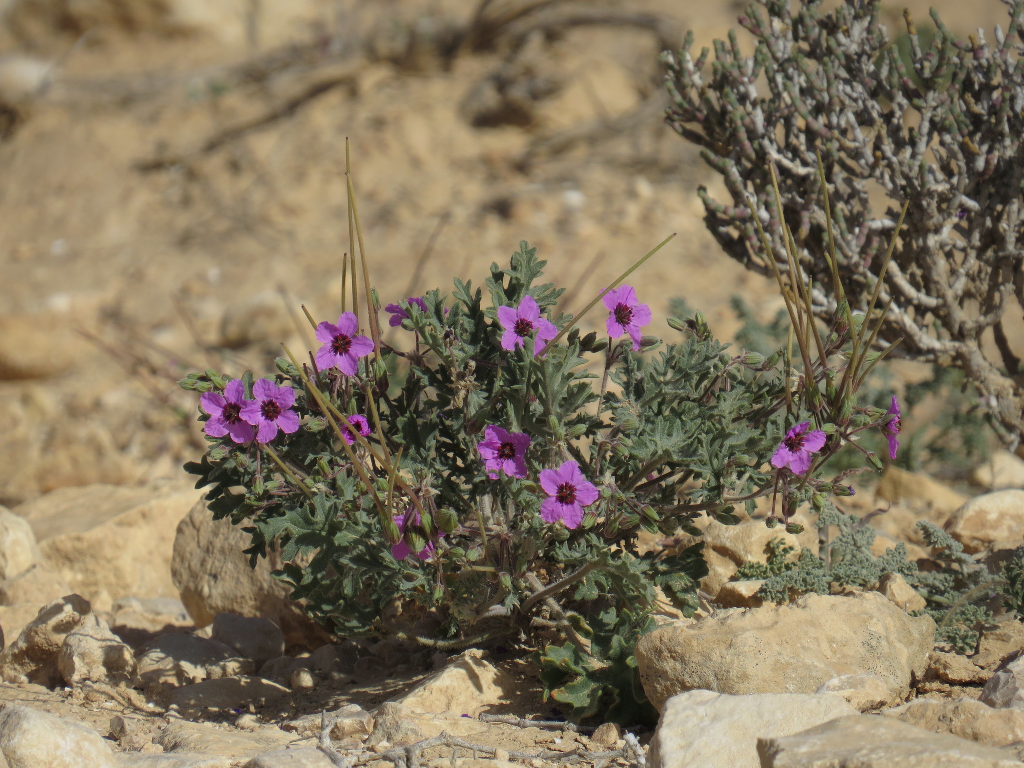 Erodium crassifolium (Forssk.) L'Hér.