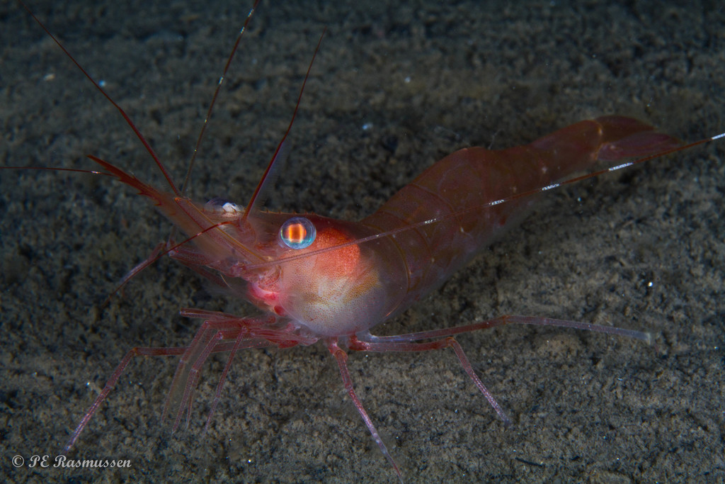 Northern Shrimp (Shrimp of the Gulf of St Lawrence / Crevettes du golfe ...