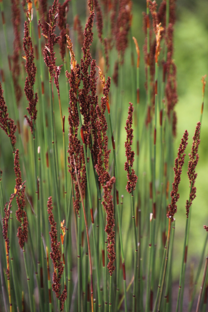 Cape Thatching Reed (Elegia tectorum) - Botanical Realm