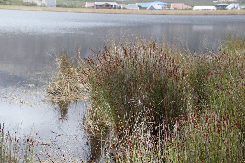 Cape Thatching Reed (Elegia tectorum) - Botanical Realm
