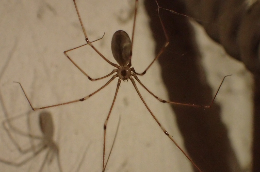 Ara a Patona Casera Arachnids Of Mazatlan City Nature Challenge Ara a Patona Casera Arachnids Of Mazatlan City Nature Challenge