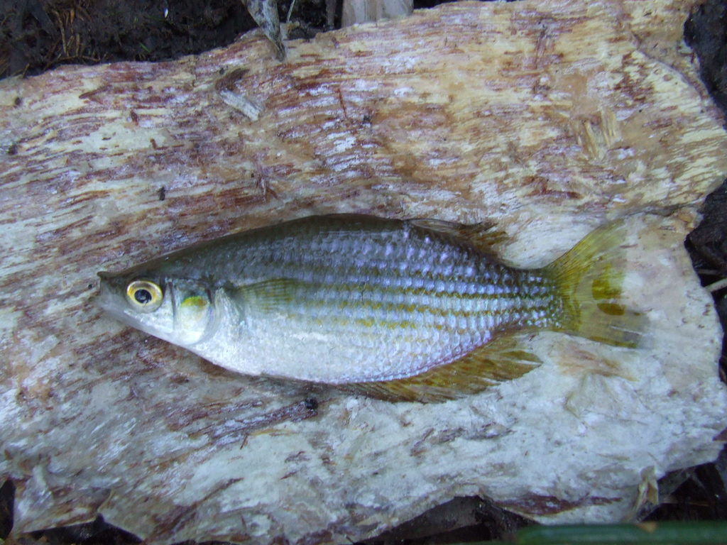 chequered rainbowfish (Melanotaenia splendida inornata) - Marine Life ...