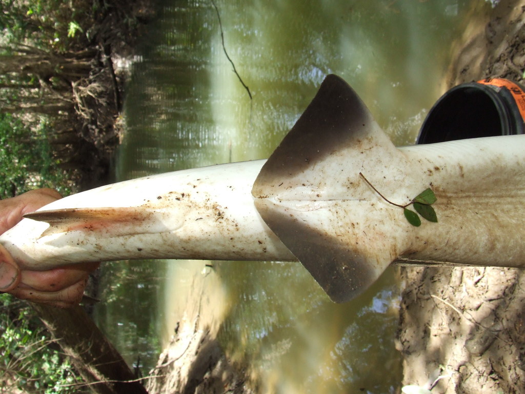 Speartooth Shark (Glyphis glyphis) - Marine Life Identification