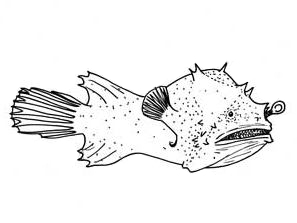 (Photocorynus spiniceps) - Marine Life Identification