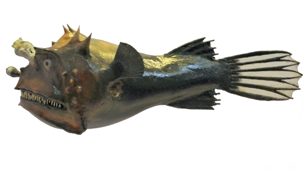 (Photocorynus spiniceps) - Marine Life Identification