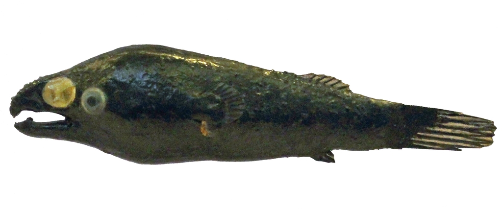(Photocorynus spiniceps) - Marine Life Identification