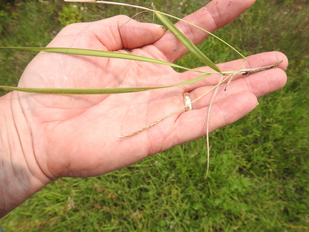 Korean grass from Leamington, ON, Canada on July 20, 2021 at 02:03 PM ...