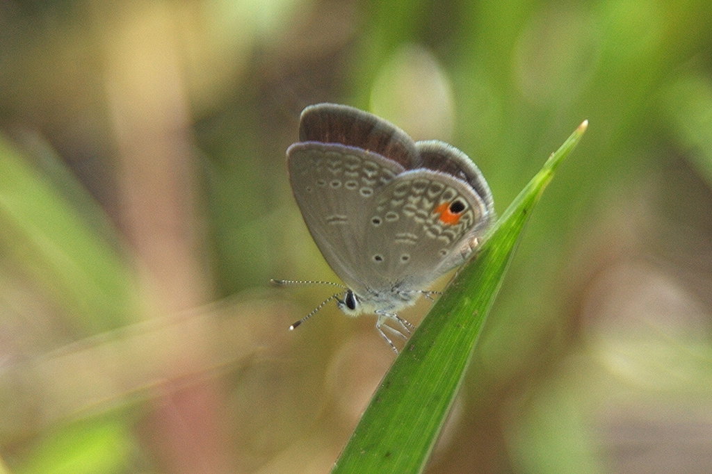 Cupreous Blue (Moths and Butterflies of the Mfolozi River catchment ...