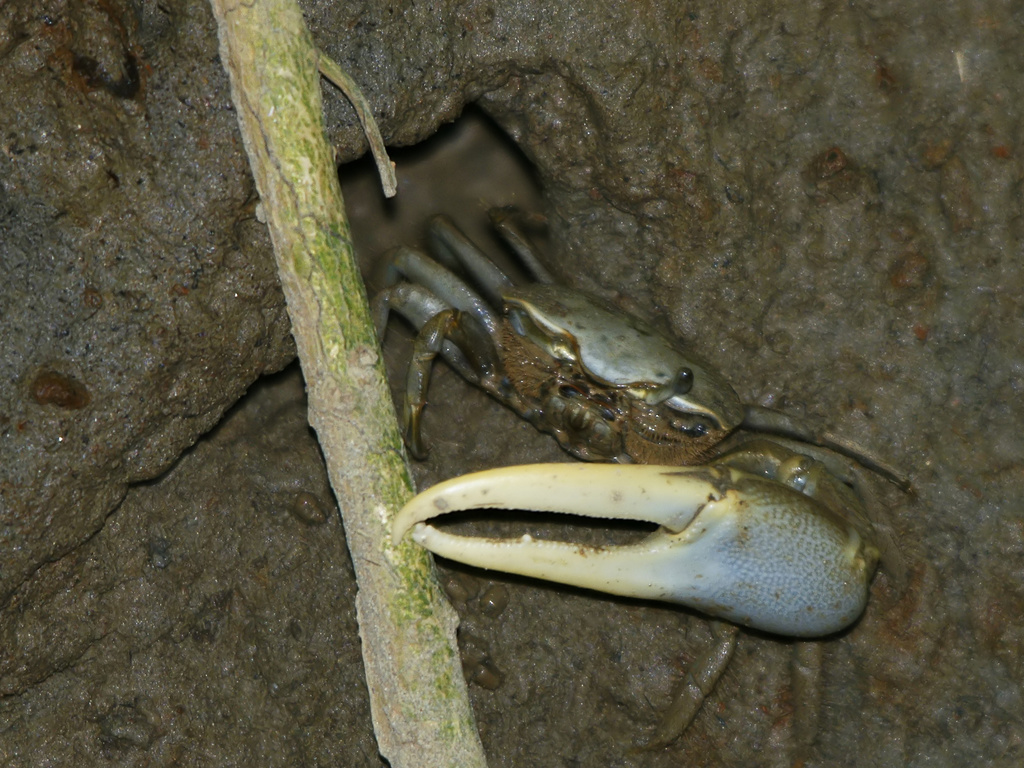 Biting Fiddler Crab (Sandy Beach Species of the Americas) · iNaturalist