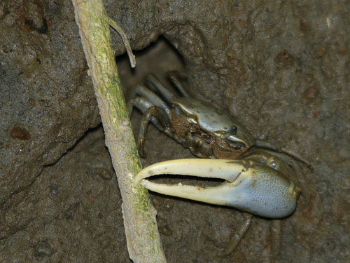 Biting Fiddler Crab (Uca mordax) · iNaturalist