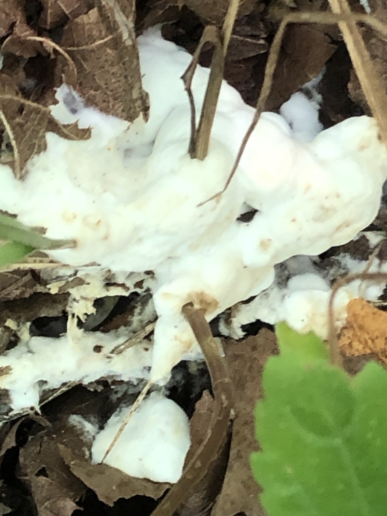 enveloping crust from Glencoe Rd, Wildwood, MO, US on July 24, 2021 at ...
