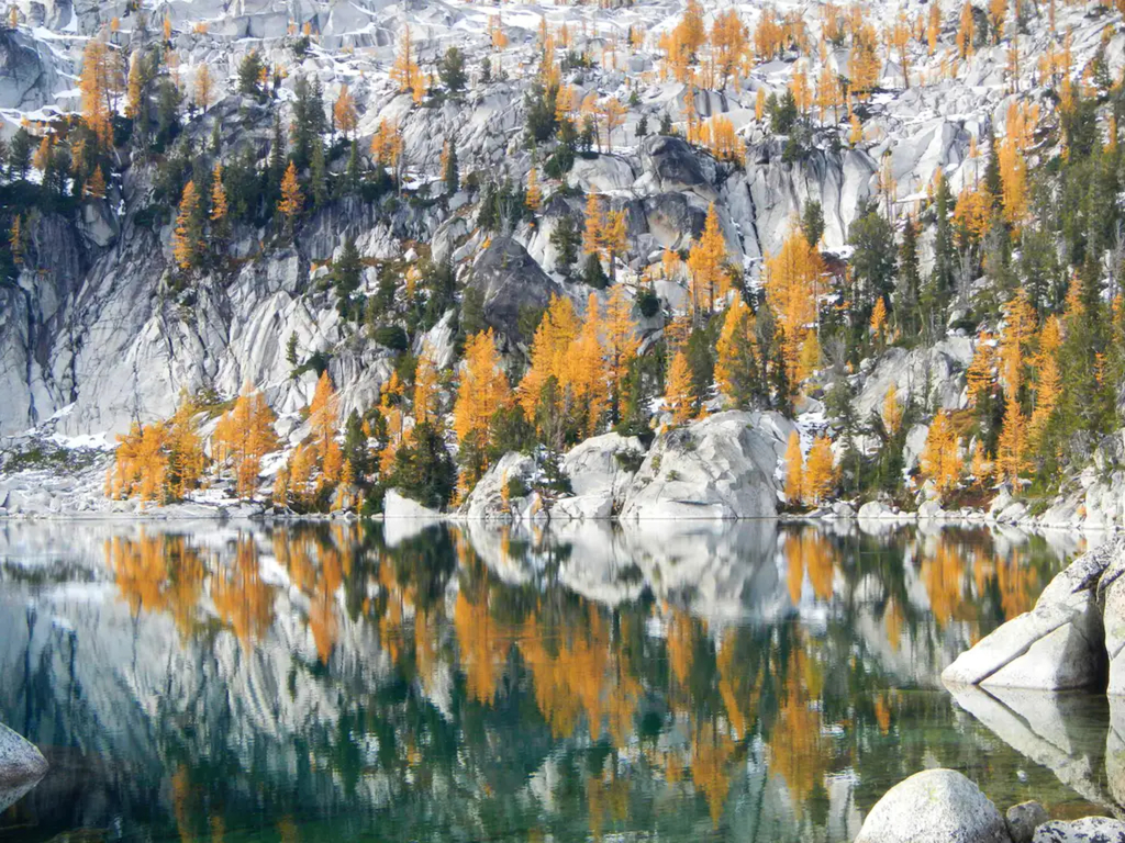 subalpine larch from Leavenworth on July 23, 2021 at 06:32 PM by ...