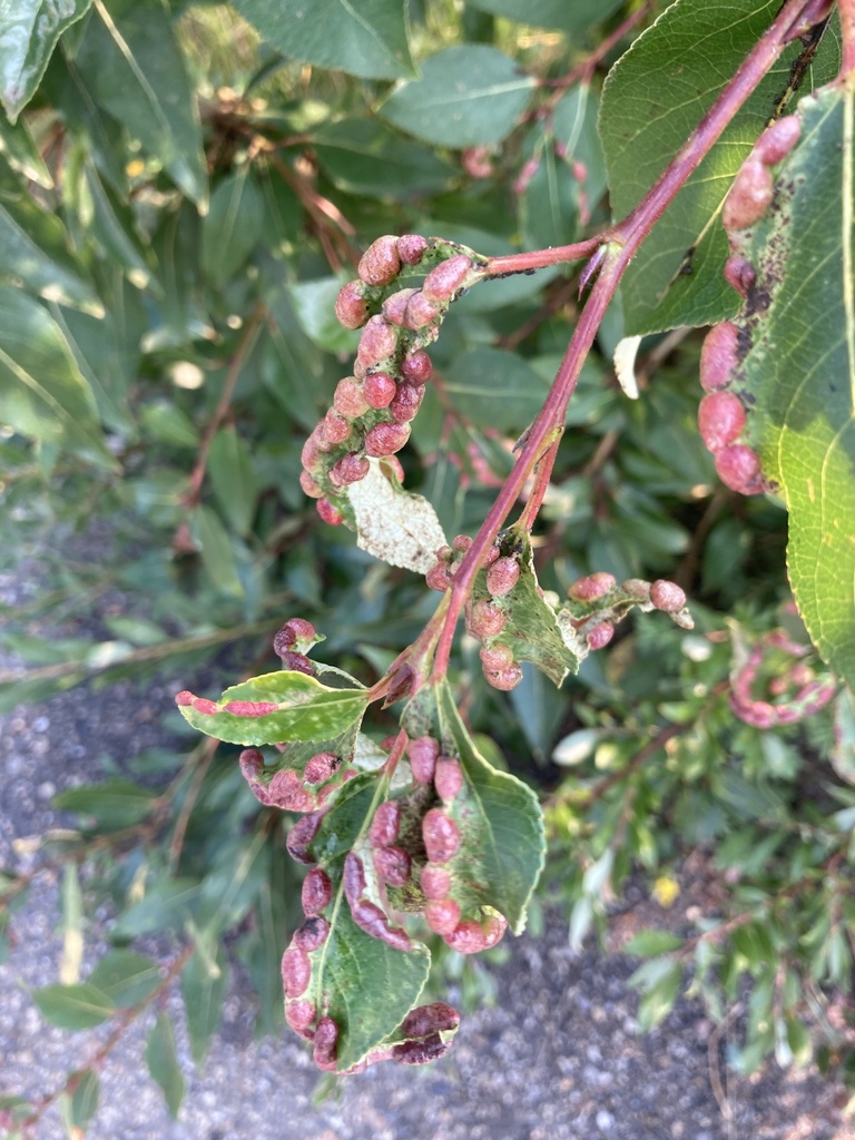 Plum Finger Gall Mite from Royal Birkdale Cres NW, Calgary, AB, CA on ...