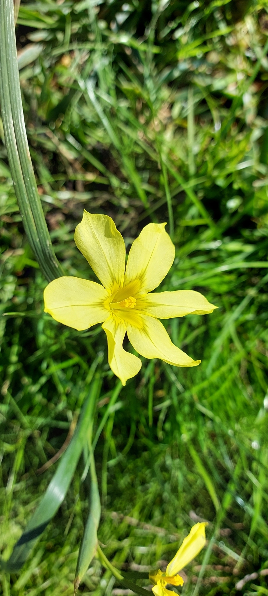 Moraea collina Thunb.