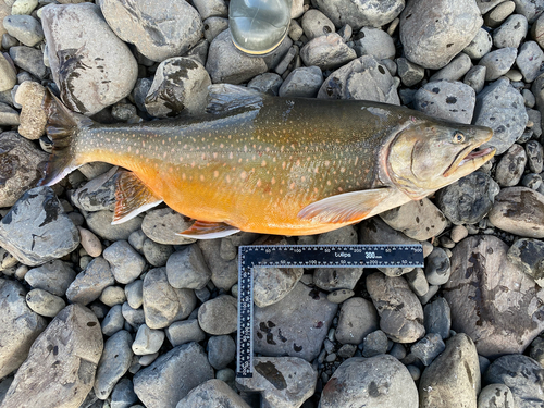 Boganid Char (Salvelinus boganidae) · iNaturalist