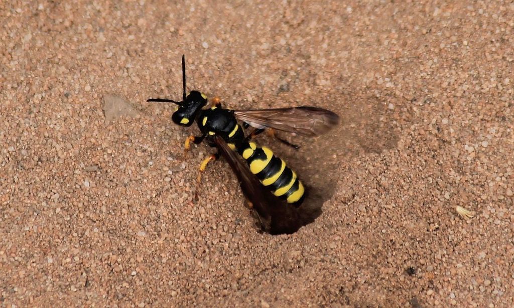 Typical Weevil Wasps and Allies from Rifle Range NR, Bewdley, UK on ...