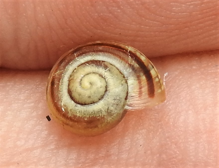 Eastern Heath Snail from Flamborough, Hamilton, ON, Canada on July 24 ...
