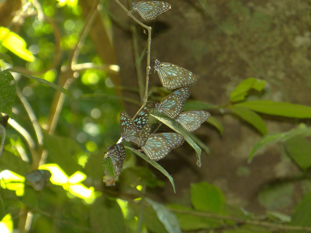 Dark Blue Tiger Butterfly from Kottiyoor, Kerala, India on February 10 ...
