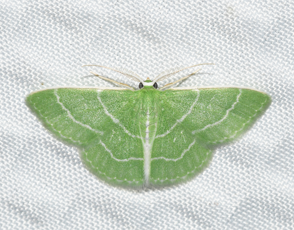 Wavy-lined Emerald from Norfolk County, ON, Canada on July 23, 2021 at 11:16 PM by Josh ...