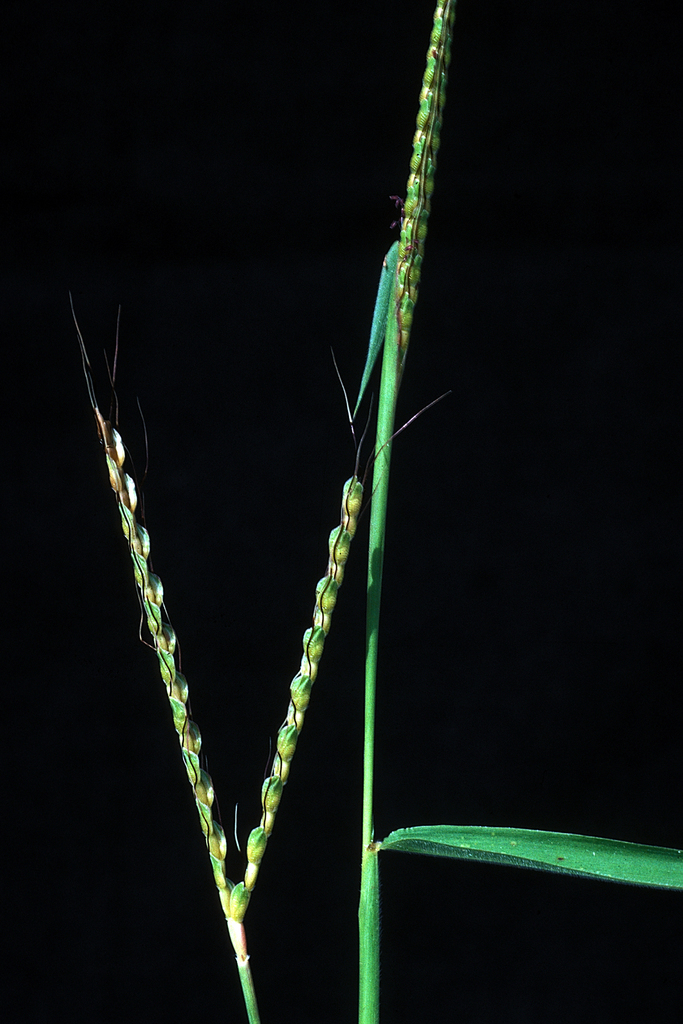 Ischaemum rugosum (Neotropical grasses) · iNaturalist