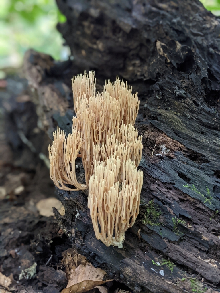 Upright Coral Fungus from Washington Township, IN, USA on July 24, 2021 ...