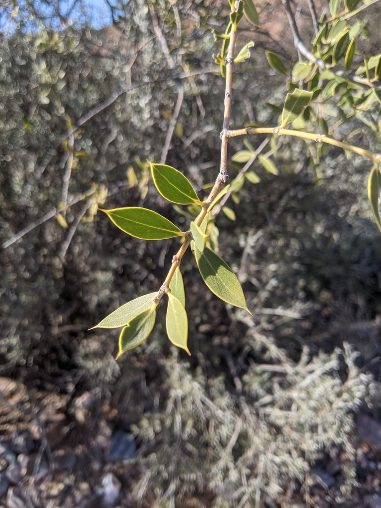 Common White Quebracho from Belgrano, San Luis, Argentina on July 24 ...