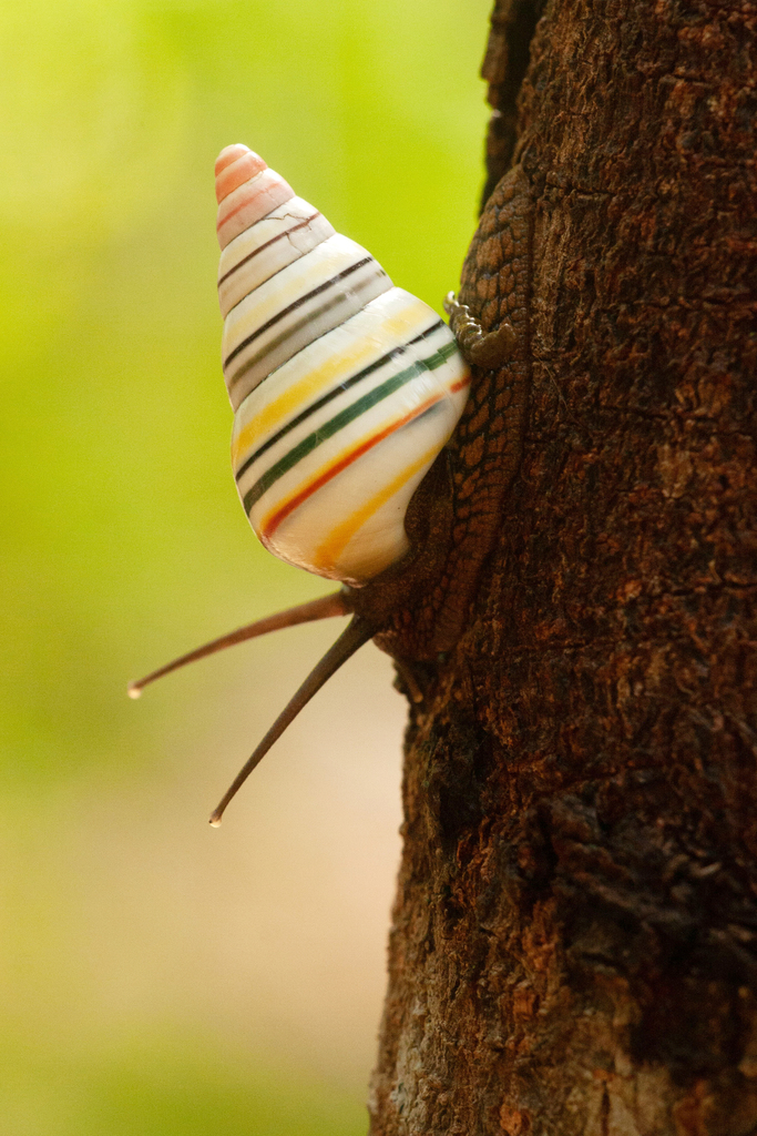 Candy Cane Snail In July 2021 By Jiri Hodecek INaturalist candy-cane-snail-in-july-2021-by-jiri-hodecek-inaturalist