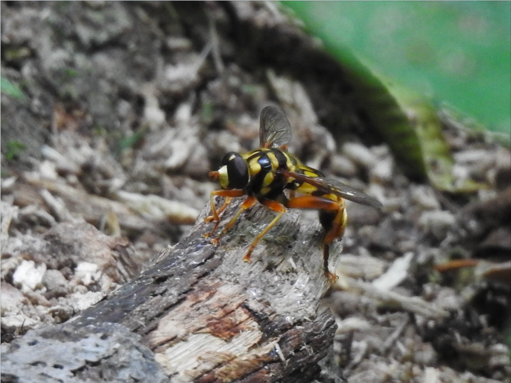 Virginia Giant Hover Fly from Huntley Meadows Park, Va on July 24, 2021 ...