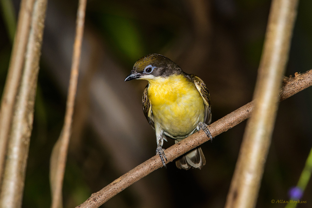 Greater Honeyguide (Indicator indicator) - Avian Discovery
