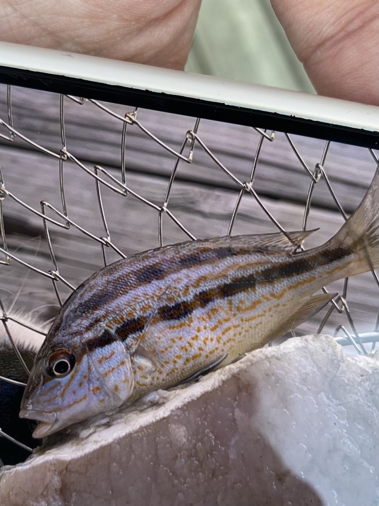 Pigfish from Edisto Island, Edisto Island, SC, US on July 24, 2021 at ...