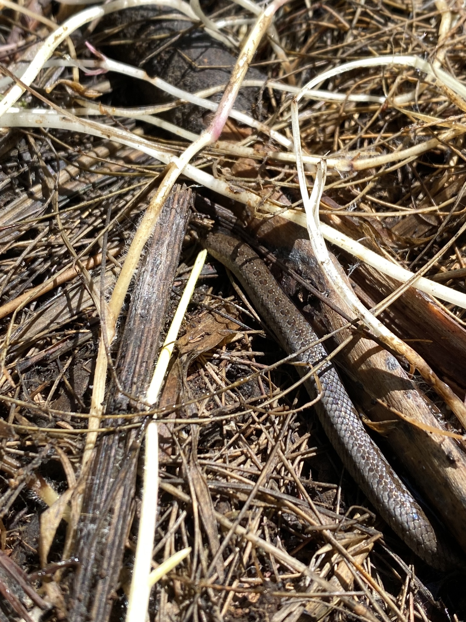 Conopsis biserialis (Taylor & Smith, 1942)