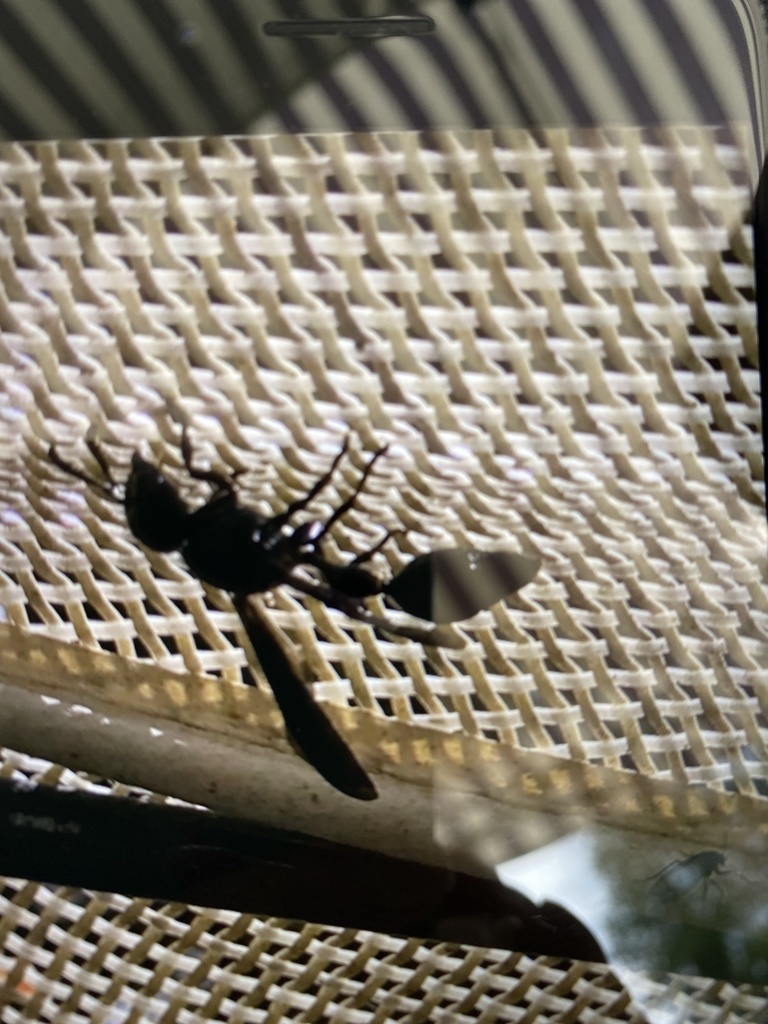 Zethus spinipes in July 2021 by dtrently · iNaturalist