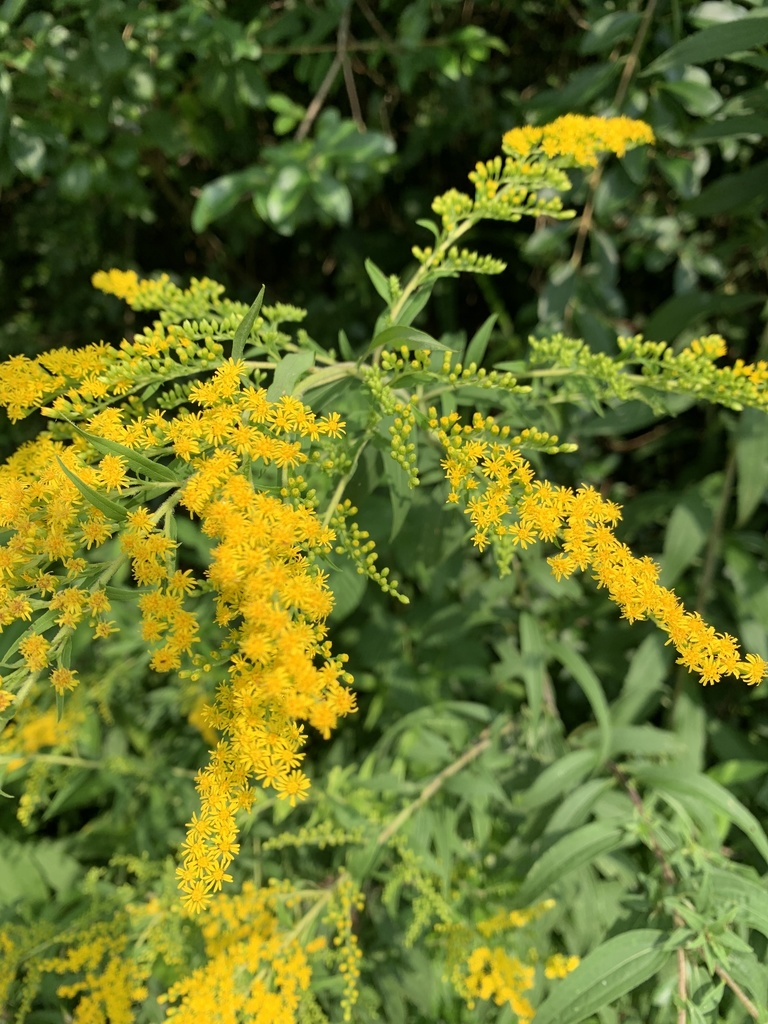 Solidago subsect. Triplinerviae from West, Winston-Salem, NC, US on ...