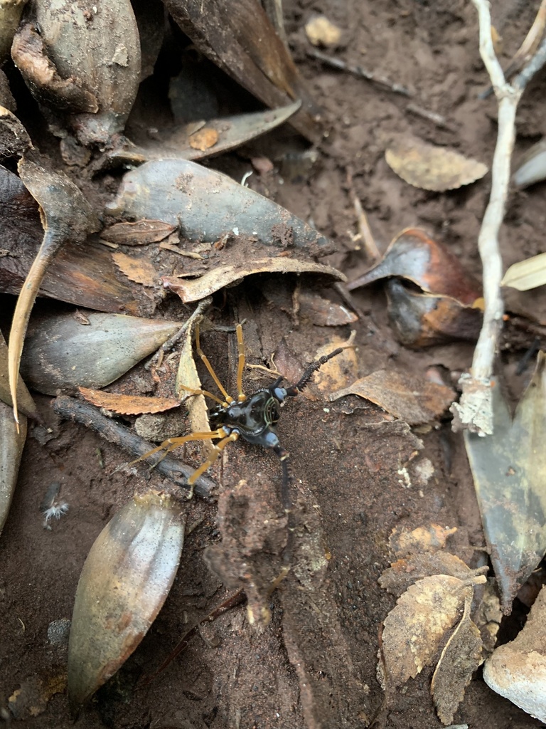 Sadocus asperatus from Cautín, CL-AR, CL on July 24, 2021 at 02:48 PM ...