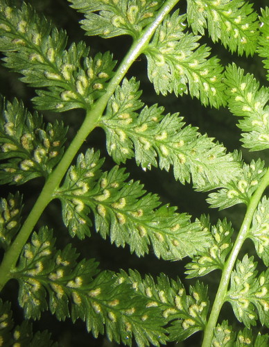 Athyrium newtonii · iNaturalist
