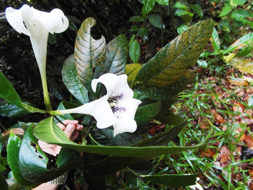 Rothmannia macrophylla · NaturaLista Colombia