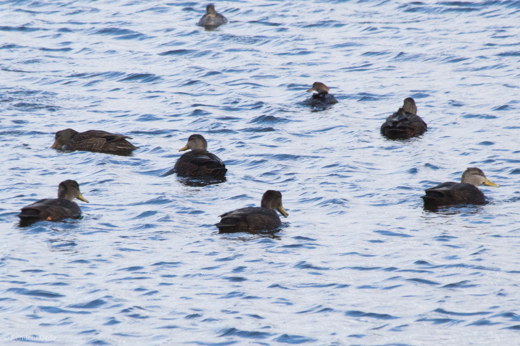 American Black Duck (Waterfowl of Ontario ) · iNaturalist