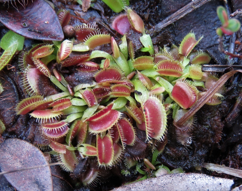 Venus Flytraps (Dionaea) - Botanical Realm